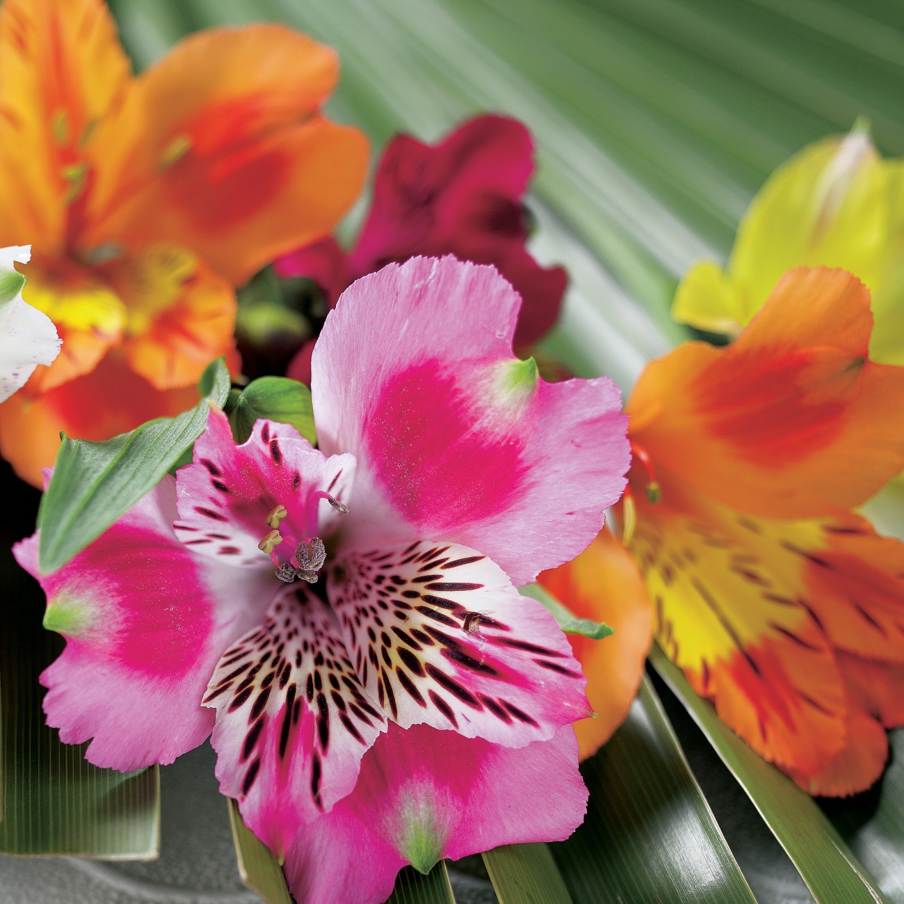 Alstroemeria - Flowex