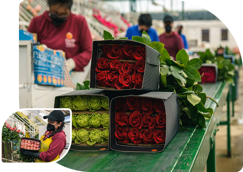 Ecuador roses - Flowex