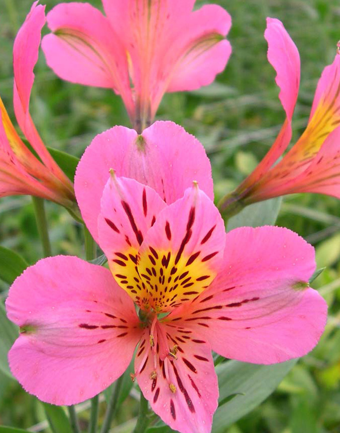 Alstroemeria - Flowex