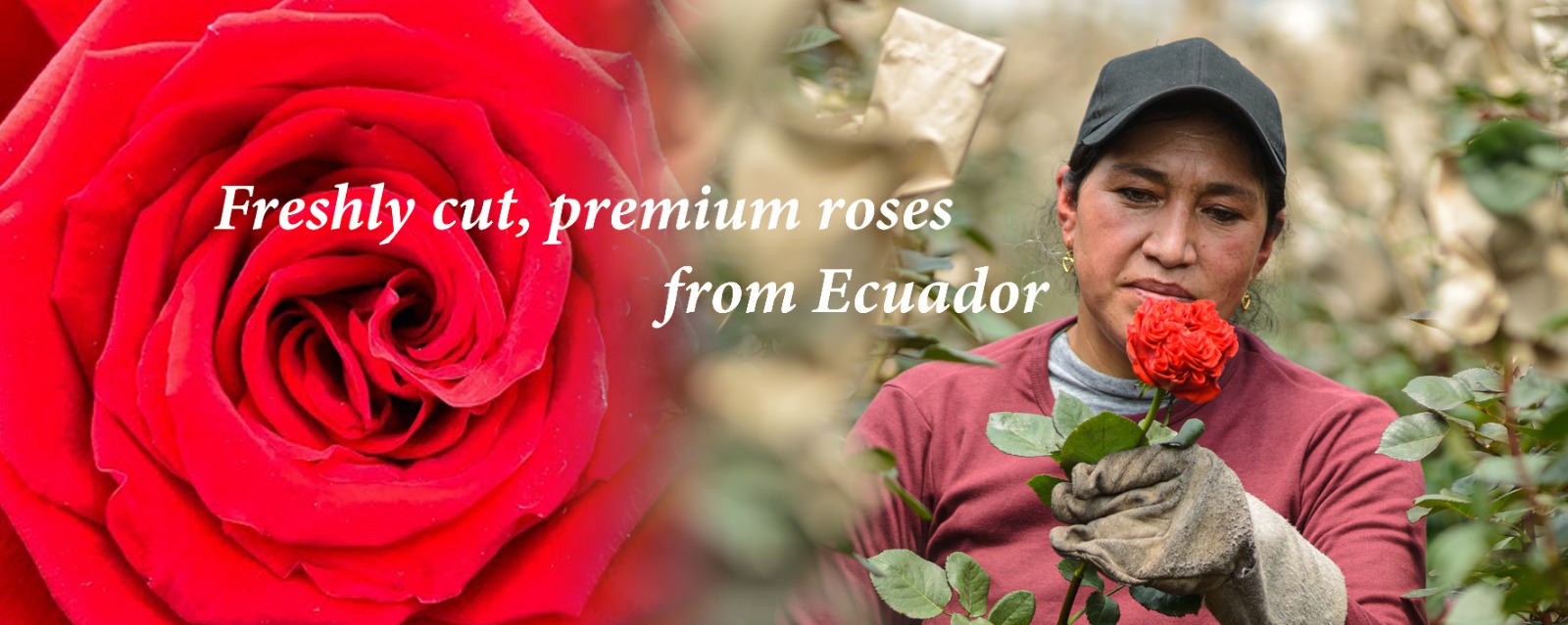 Flowex Home - Flowex