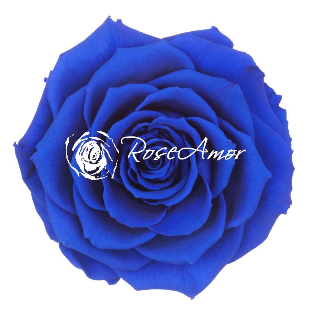 Supplier in the spotlight: RoseAmor preserved roses - Flowex