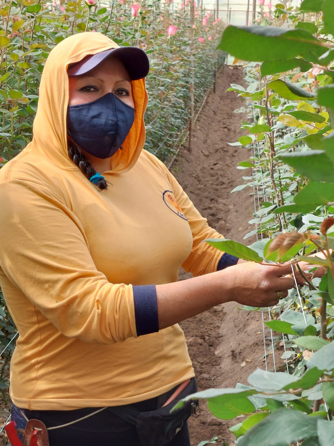 Supplier in the spotlight: RoseAmor preserved roses - Flowex