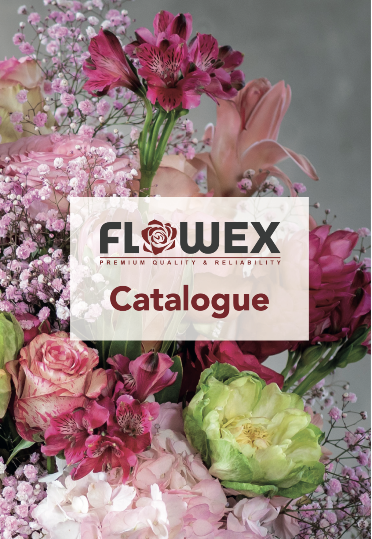 Catalog - Flowex