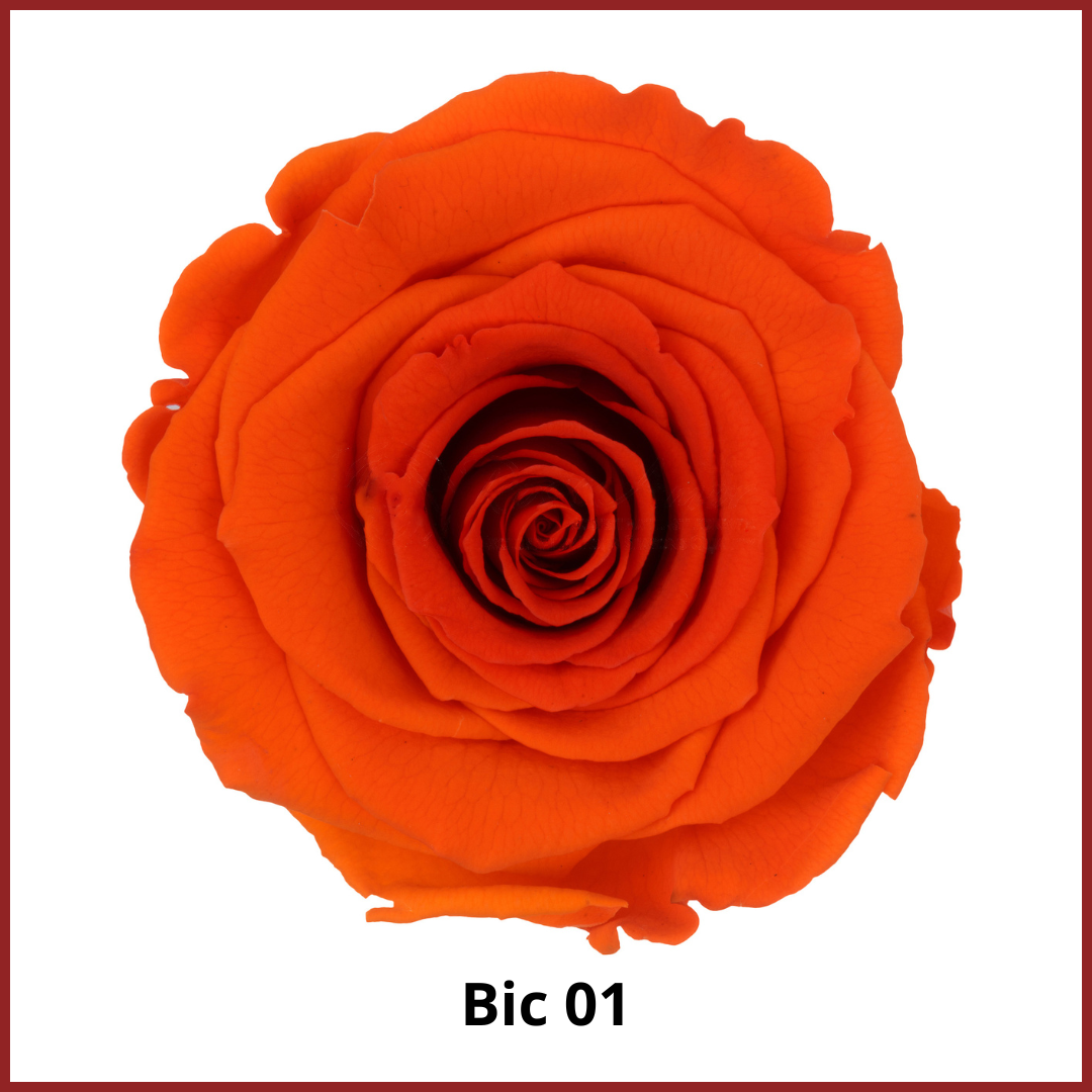 RoseAmor effects - Flowex