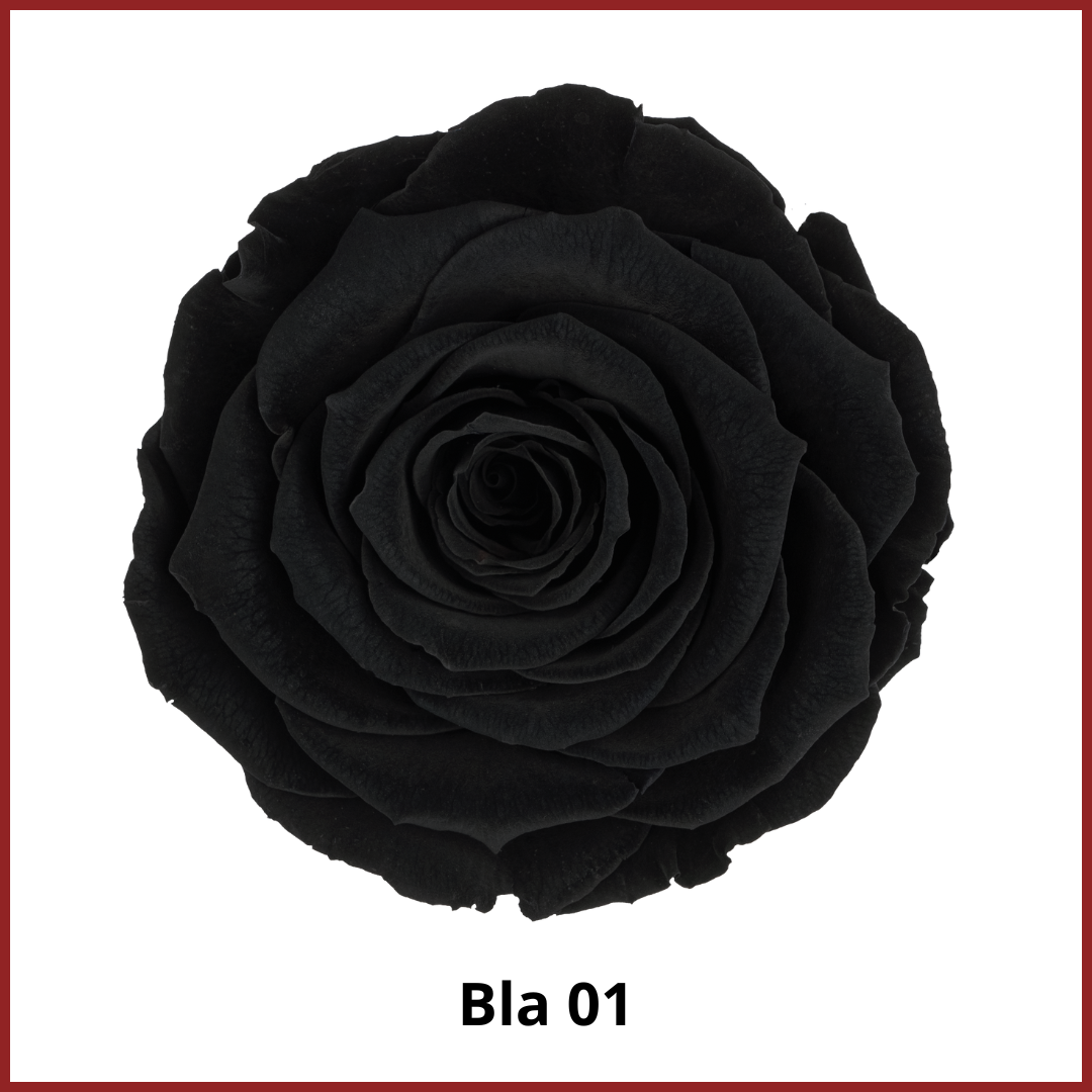 RoseAmor colors - Flowex