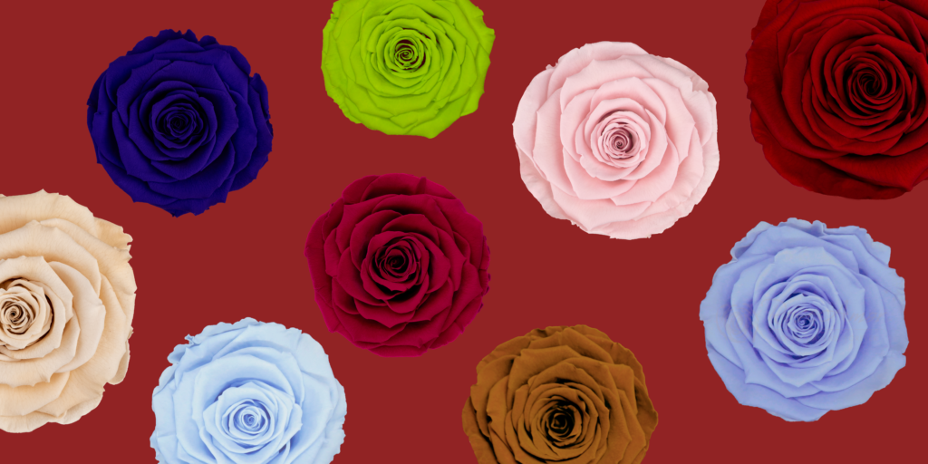 RoseAmor colors - Flowex